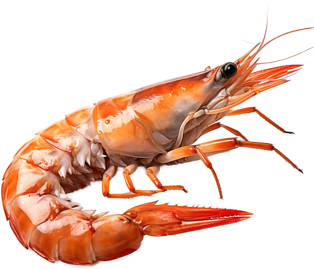 IQF Shrimp and Seafood Processing Equipment | Octofrost