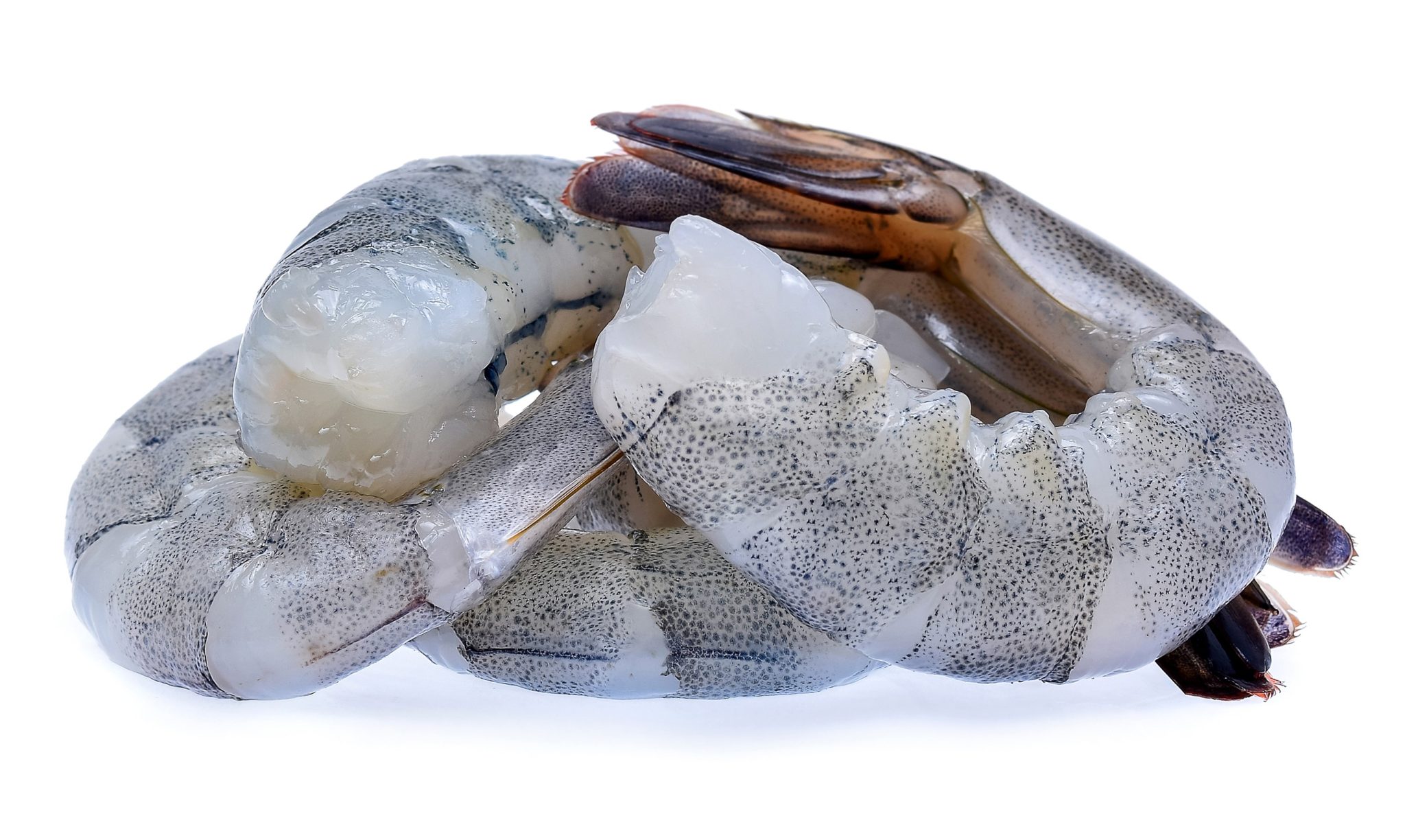 OctoFrost IQF Tunnel Freezer: Freezing IQF Raw & Cooked Shrimp - Octofrost